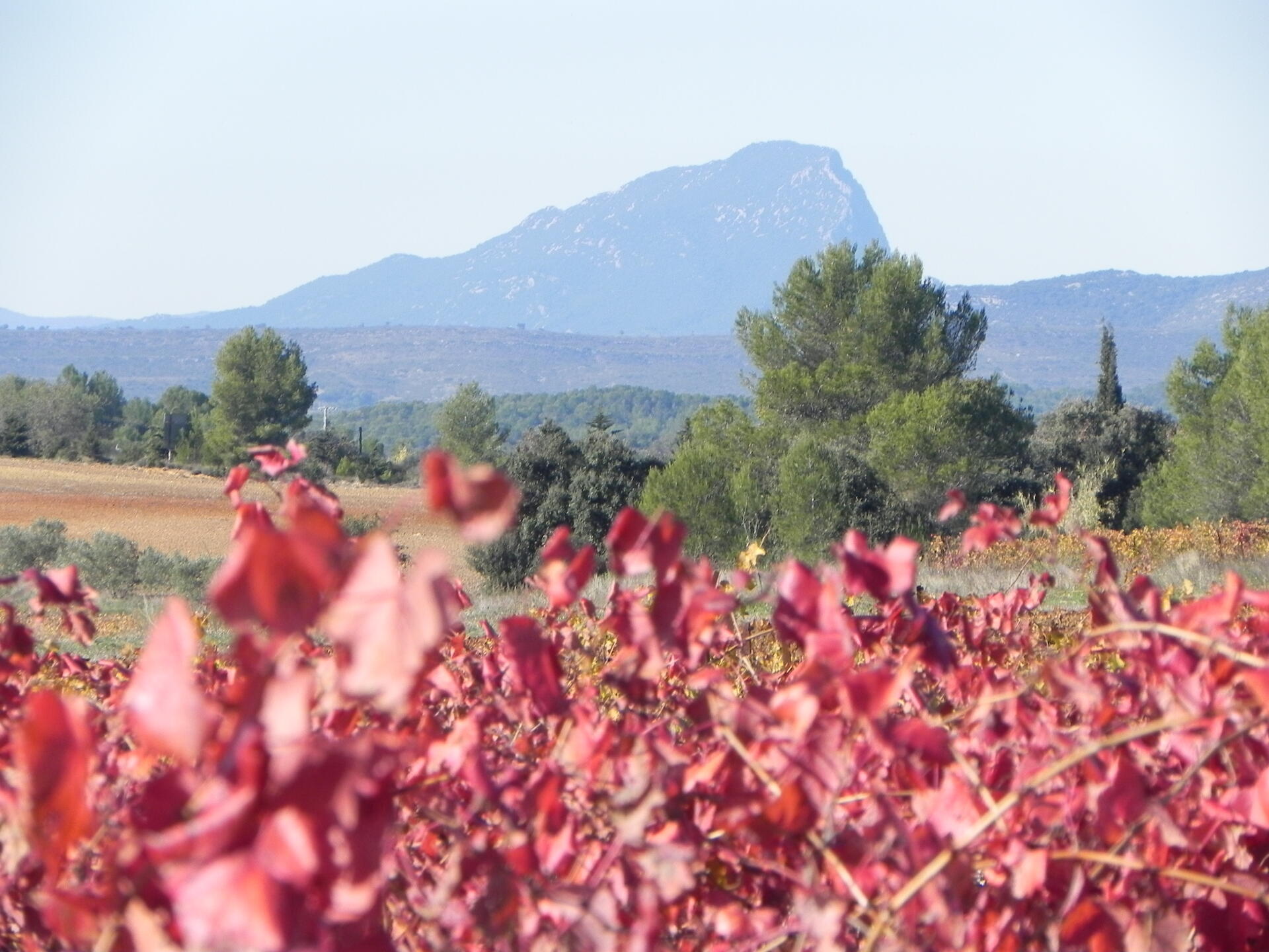 Saint-Christol / Entre vignes - Office de Tourisme du Pays de Lunel